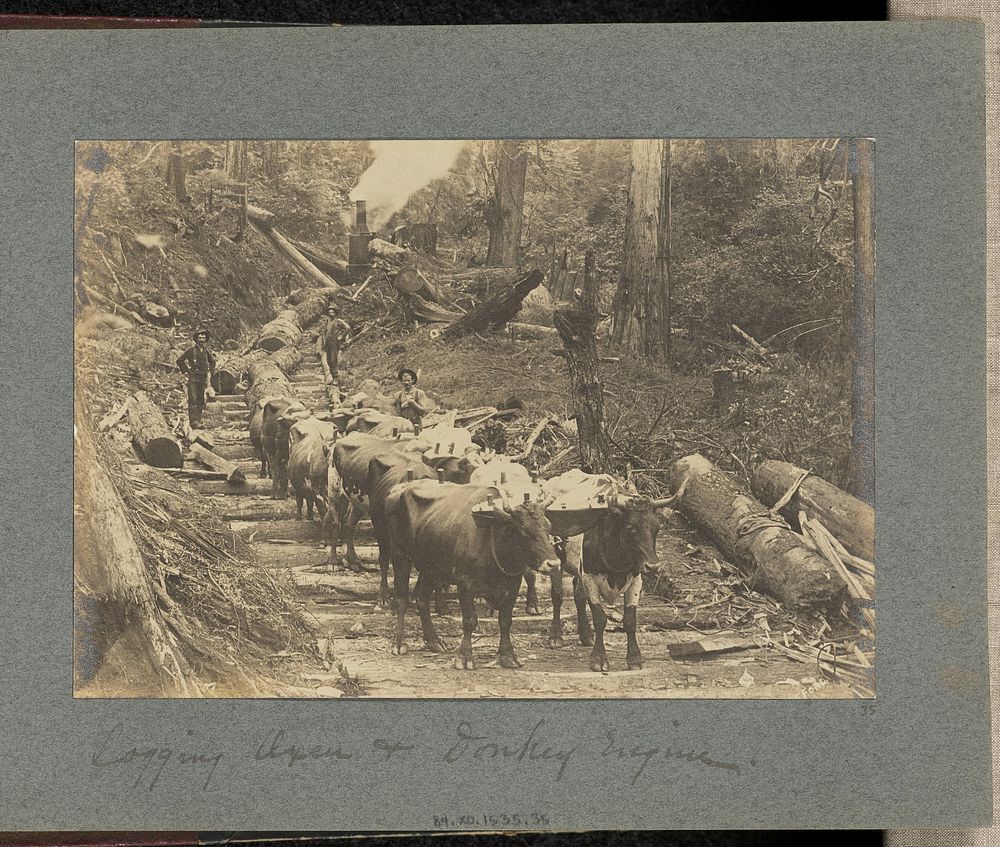 Logging Oxen Donkey Engine J | Free Photo Illustration - rawpixel