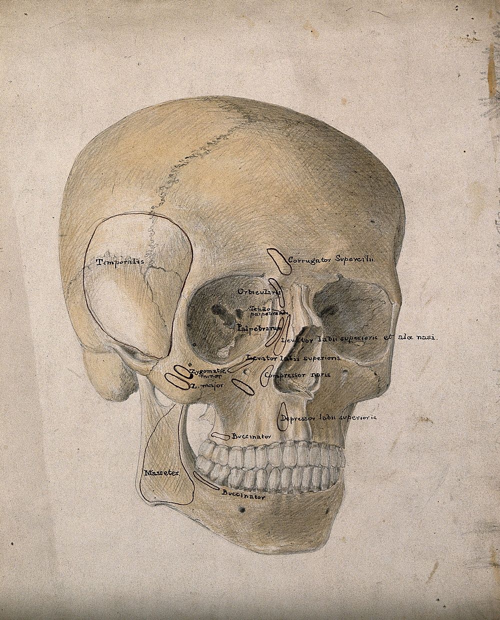 Human skull: three-quarter view. Watercolour, | Free Photo Illustration ...