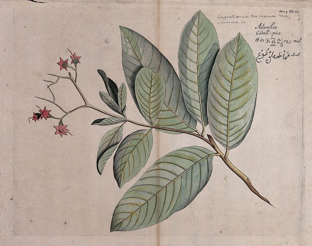 Pride-of-India, queen flower or pyinma | Free Photo Illustration - rawpixel