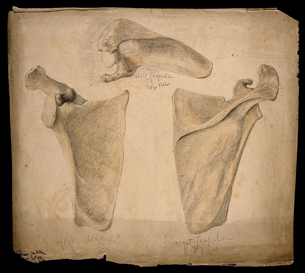right scapula: three figures. Watercolour, | Free Photo Illustration ...