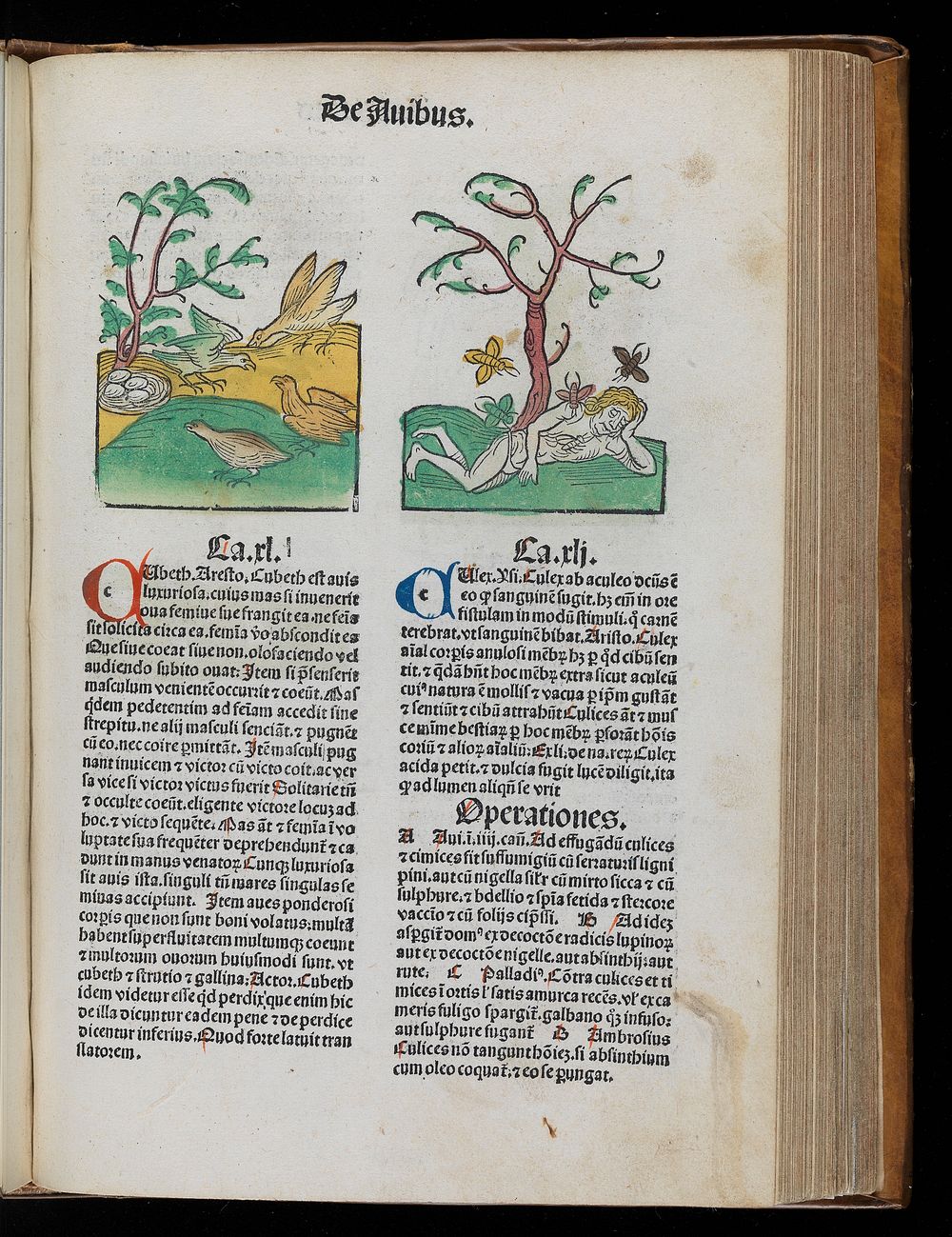 Ortus sanitatis. | Free Photo Illustration - rawpixel