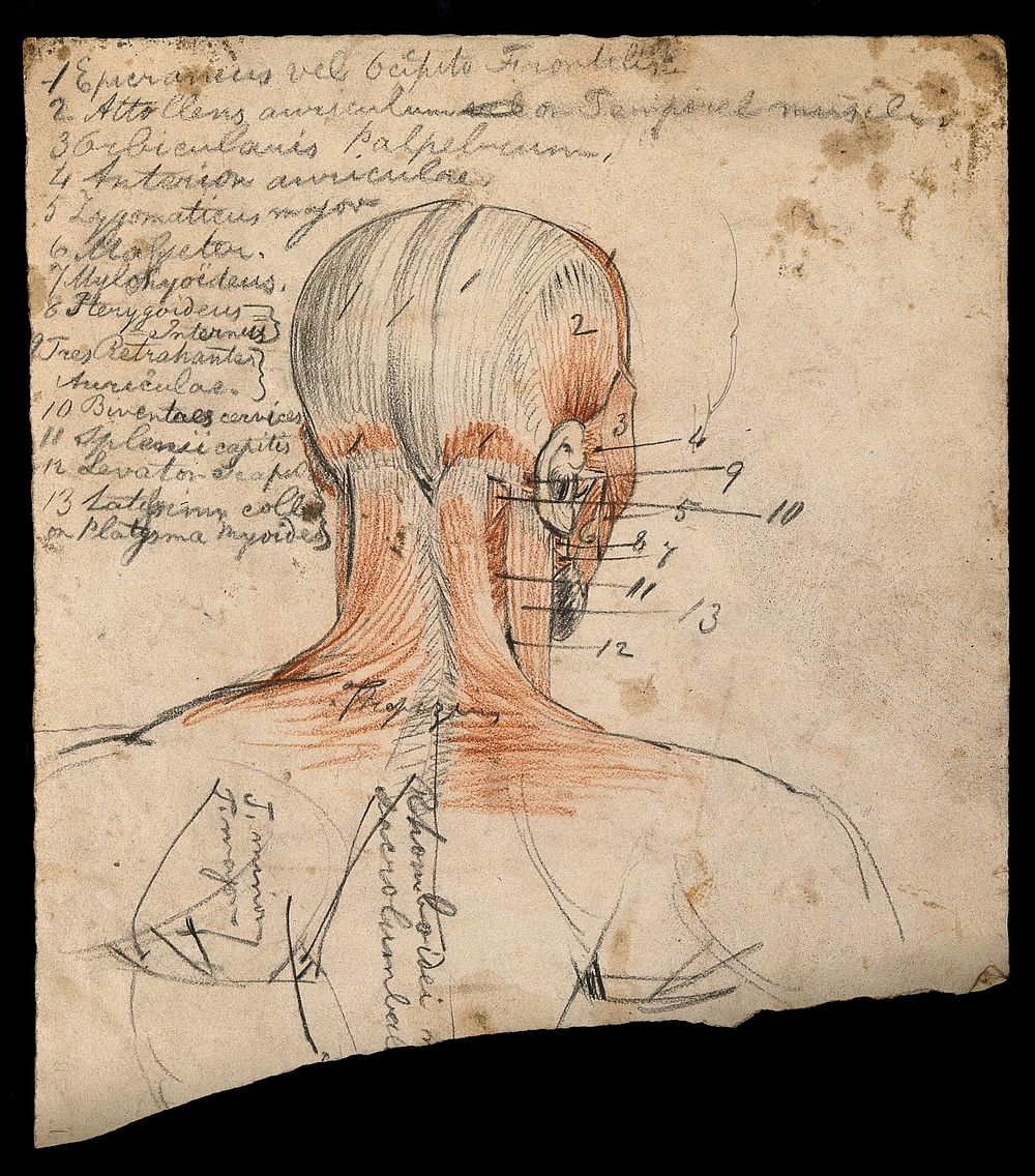 Muscles head neck: écorché figure | Free Photo Illustration - rawpixel