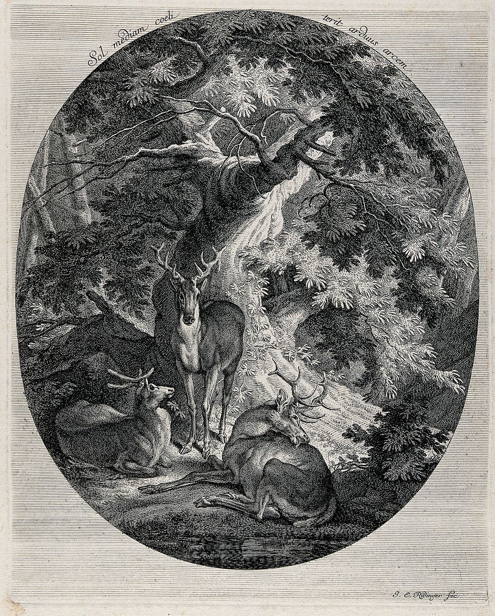 Three stags grooming tree forest | Free Photo Illustration - rawpixel