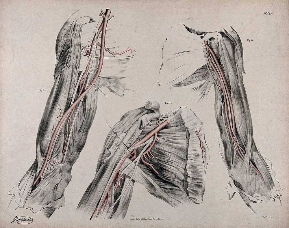circulatory system: dissections upper arm | Free Photo Illustration ...