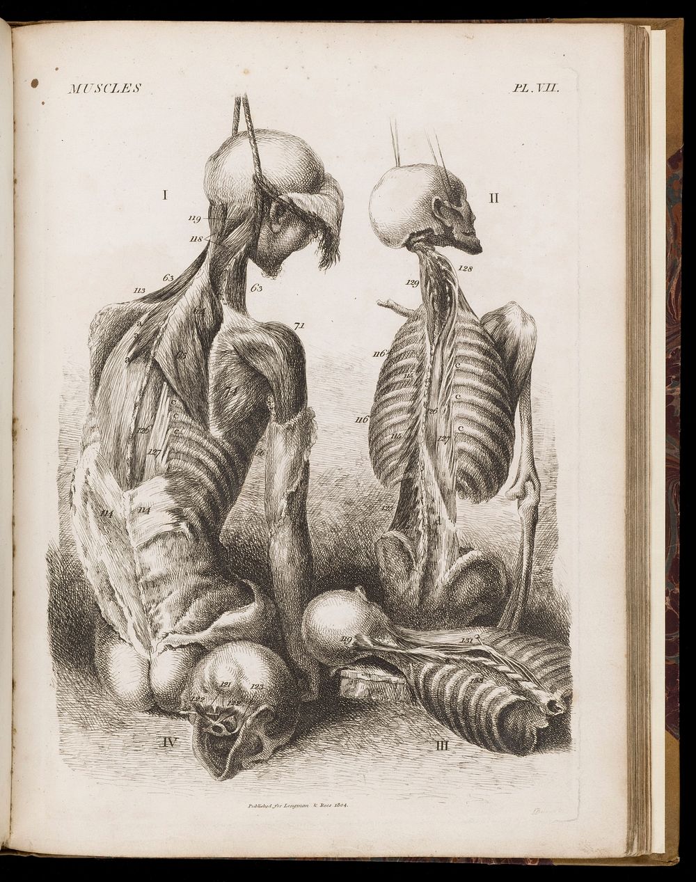 Engravings bones, muscles, and joints, | Free Photo Illustration - rawpixel
