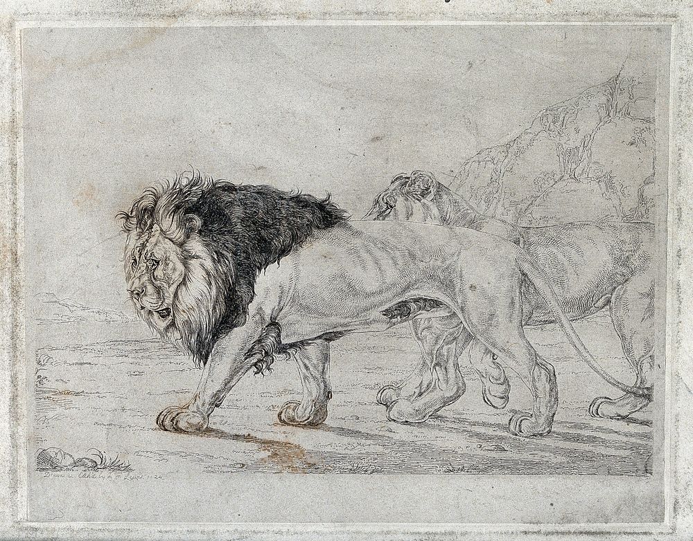 walking lion and lioness. Etching | Free Photo Illustration - rawpixel