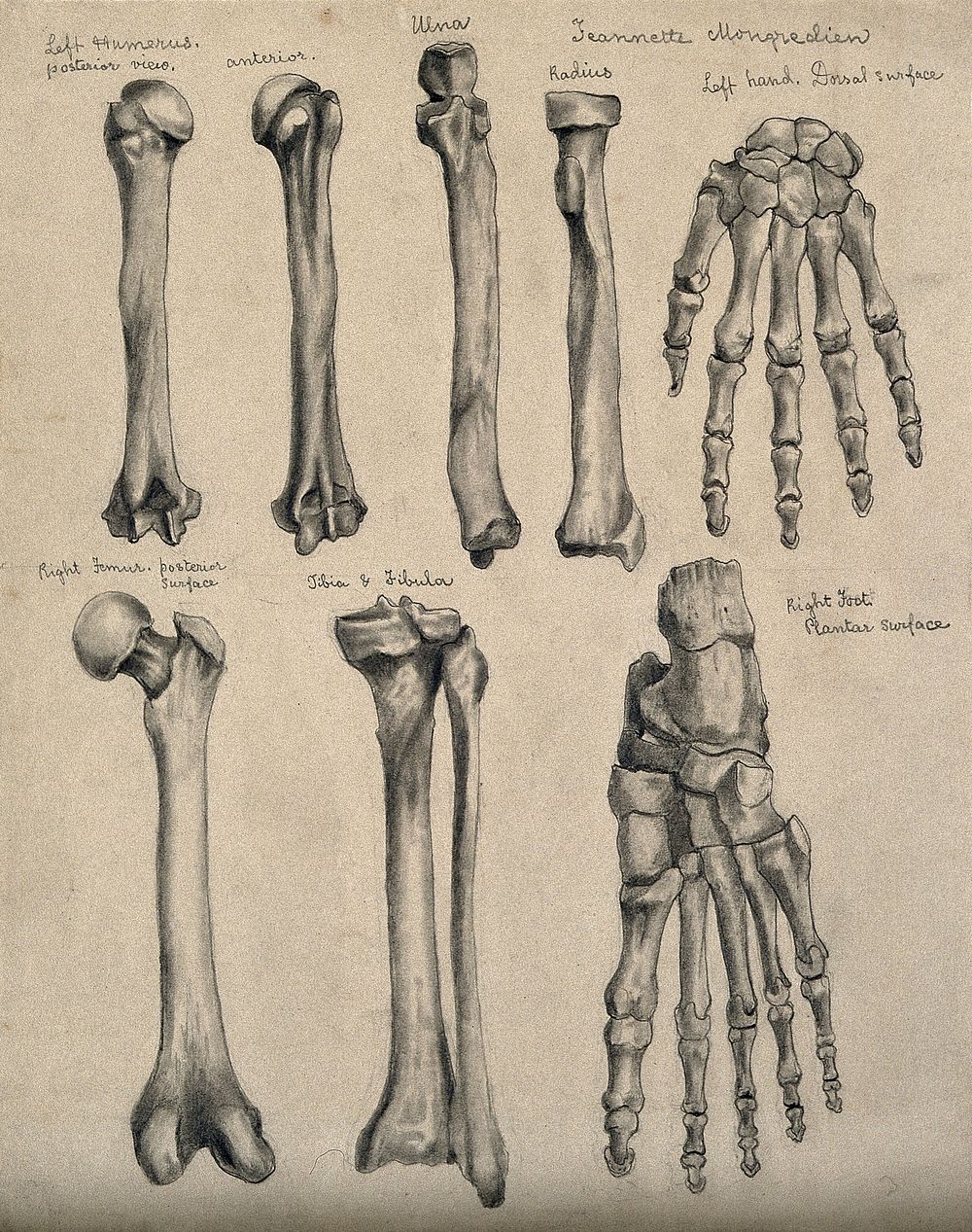 Bones arm, leg hand and | Free Photo Illustration - rawpixel