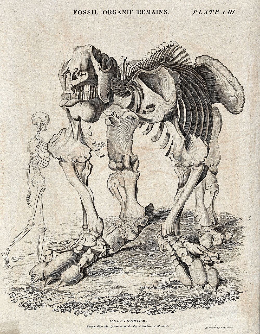 Skeleton Megatherium next human skeleton | Free Photo Illustration ...