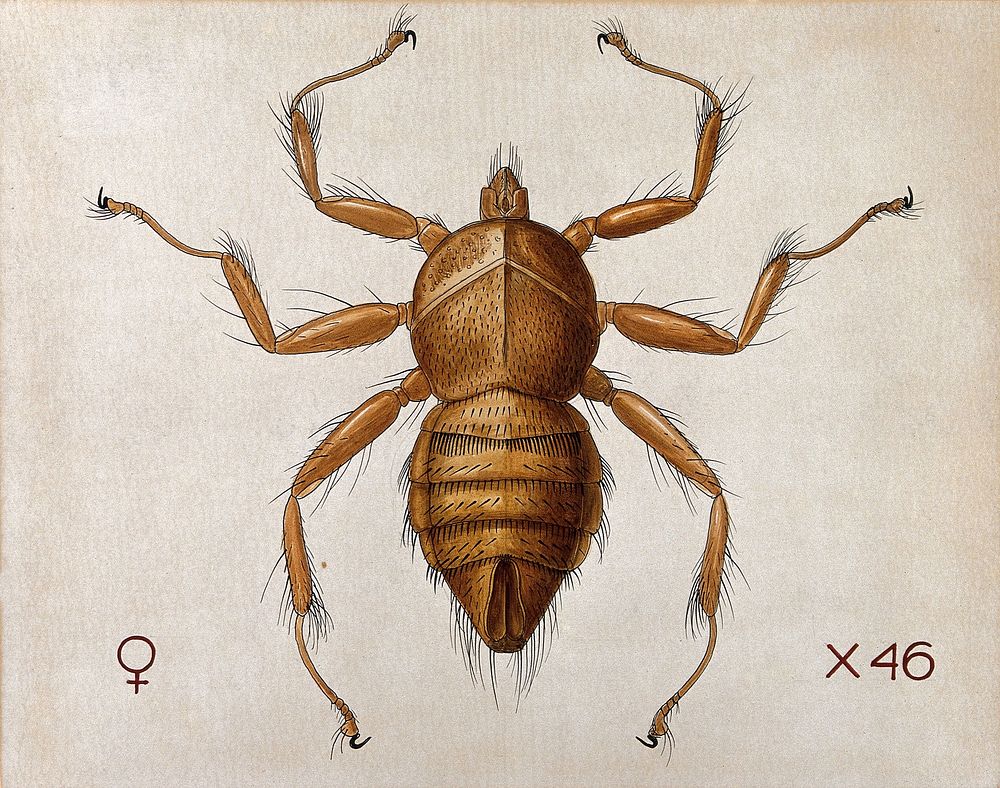 bird or bat fly (Penicillidia | Free Photo Illustration - rawpixel