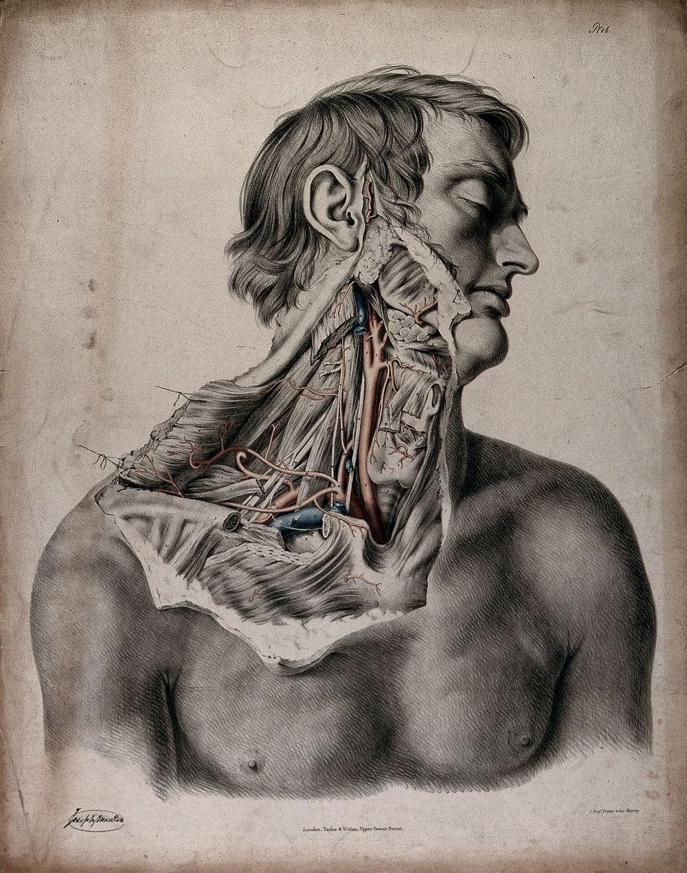 circulatory system: dissection neck shoulder | Free Photo Illustration ...