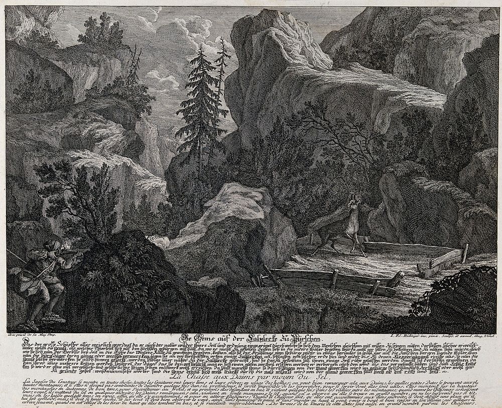 chamois is shot hunter mountainous | Free Photo Illustration - rawpixel