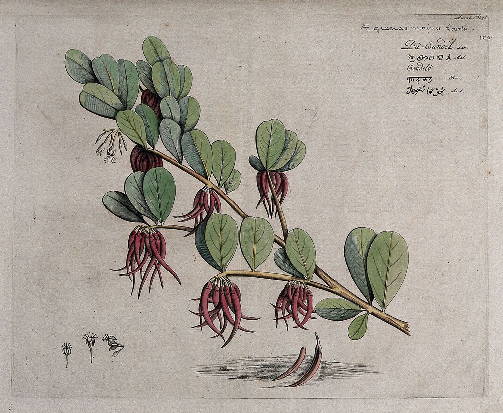 Mangrove plant (Aegiceras corniculatum (L.) | Free Photo Illustration ...