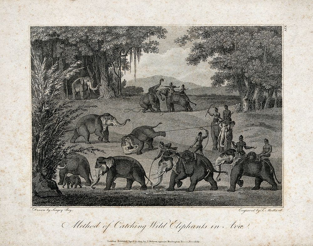 Native Indians catching wild elephants | Free Photo Illustration - rawpixel