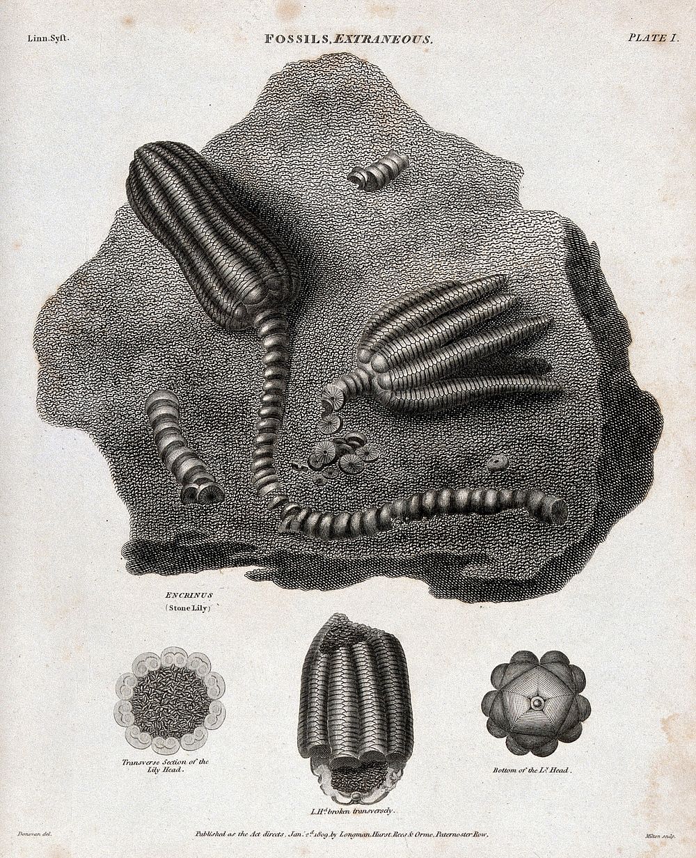 Impression stone lily (encrinus) black | Free Photo Illustration - rawpixel