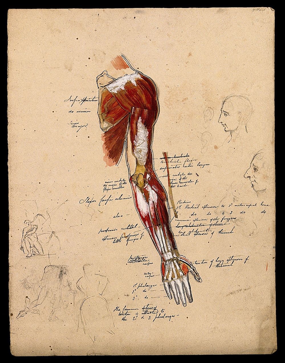 Muscles arm, shoulder hand, back | Free Photo Illustration - rawpixel