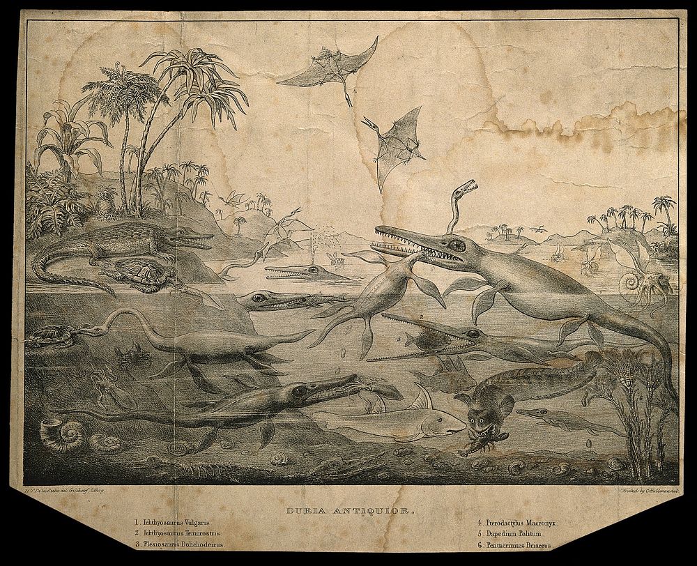 Animals and plants Dorset Liassic | Free Photo Illustration - rawpixel