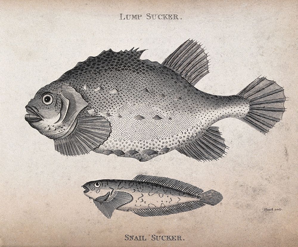 Public Domain Lump Fish Images | Free Photos, PNG Stickers, Wallpapers ...