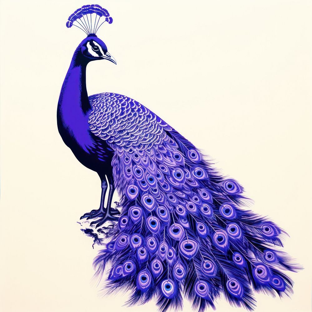 Peacock animal purple bird. | Free Photo Illustration - rawpixel