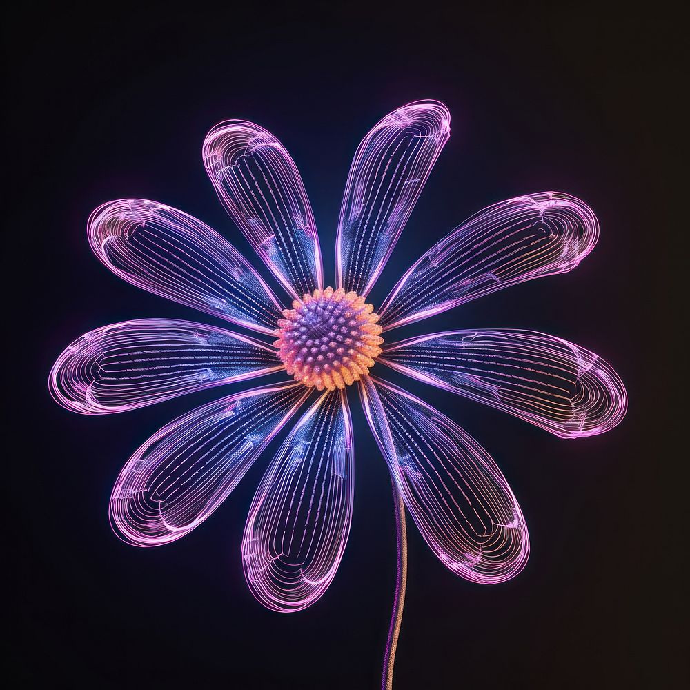 Neon daisy wireframe light fireworks | Free Photo Illustration - rawpixel