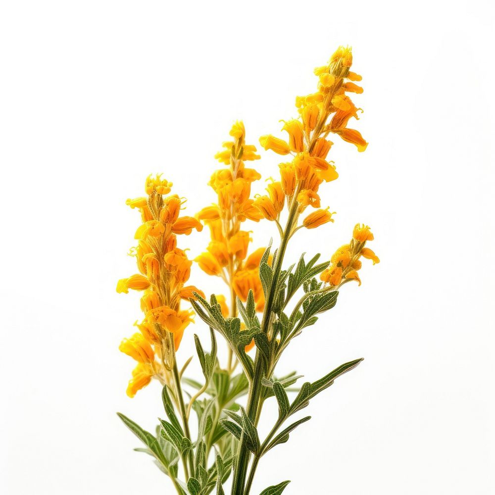 Photography fiddleneck flower plant petal. | Premium Photo - rawpixel