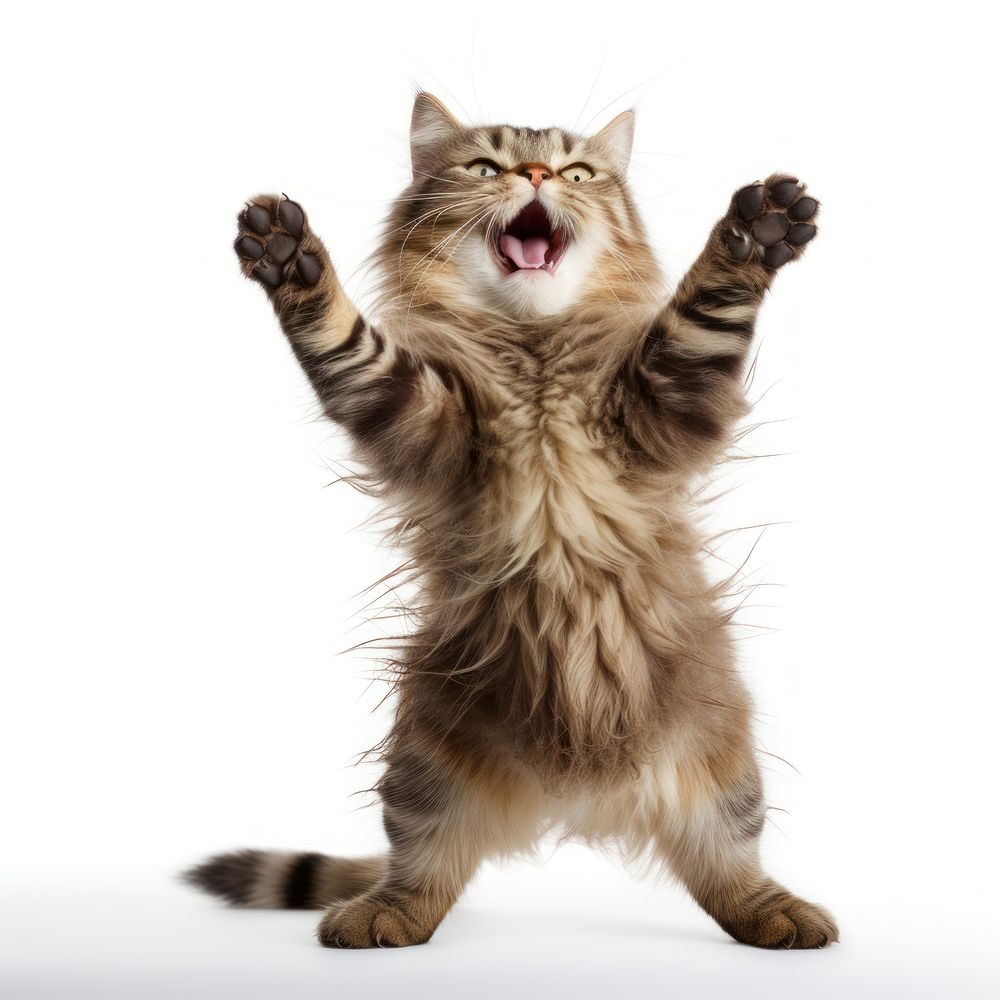 Happy smiling dancing cat mammal | Free Photo - rawpixel