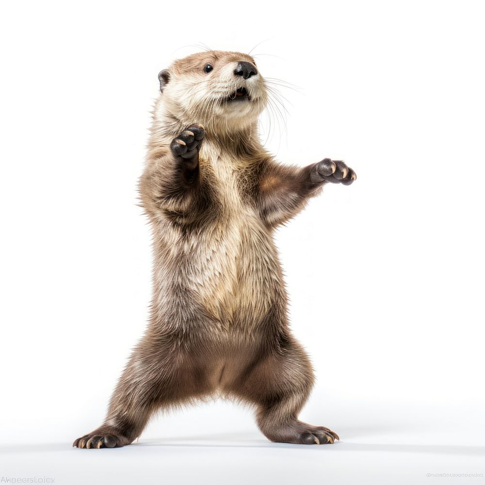 Happy smiling dancing otter wildlife | Free Photo - rawpixel