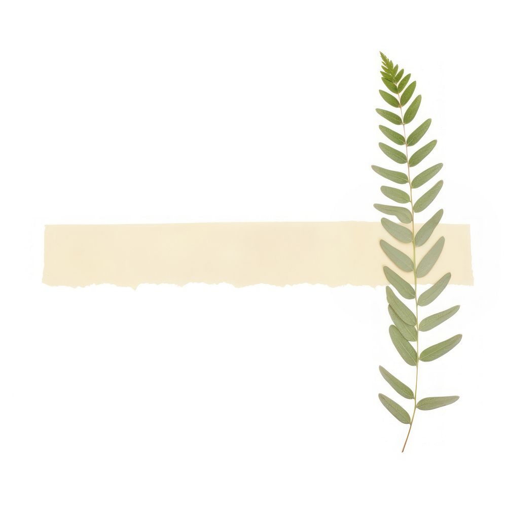 Mimosa leaf ephemera plant fern | Free Photo - rawpixel