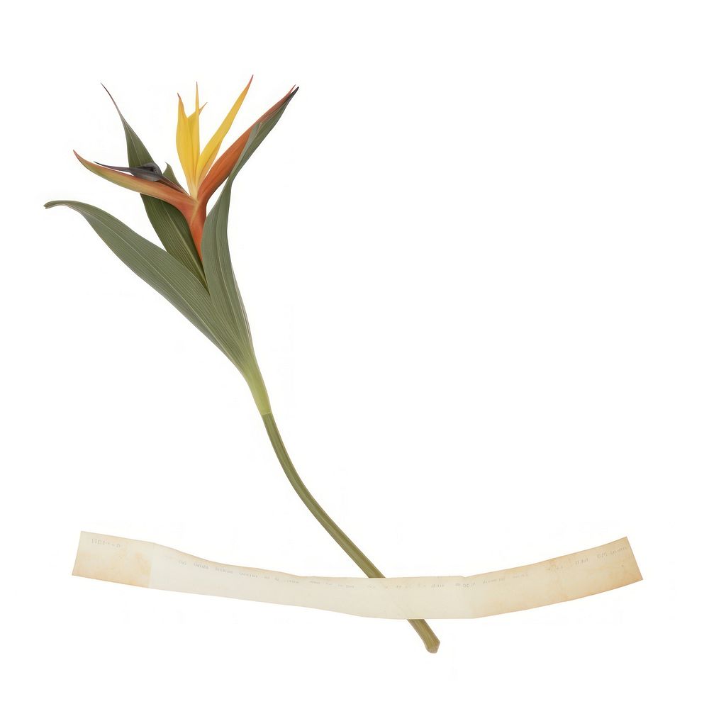 Bird paradise plant ephemera flower | Free Photo - rawpixel