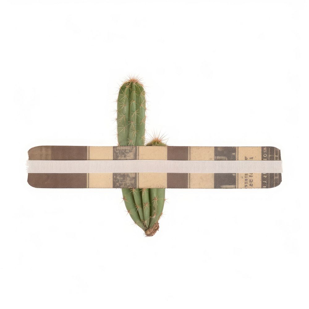 Cactus ephemera plant white background | Free Photo - rawpixel