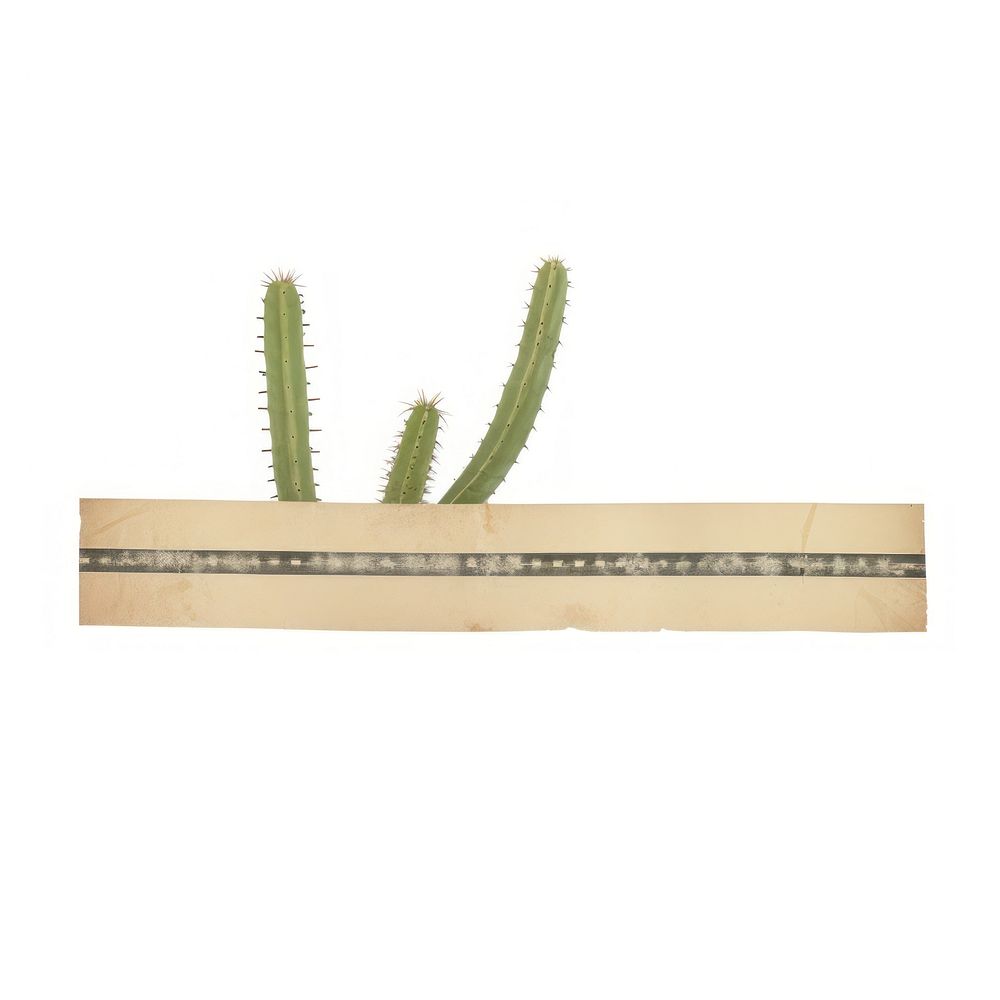Cactus ephemera plant white background | Free Photo - rawpixel