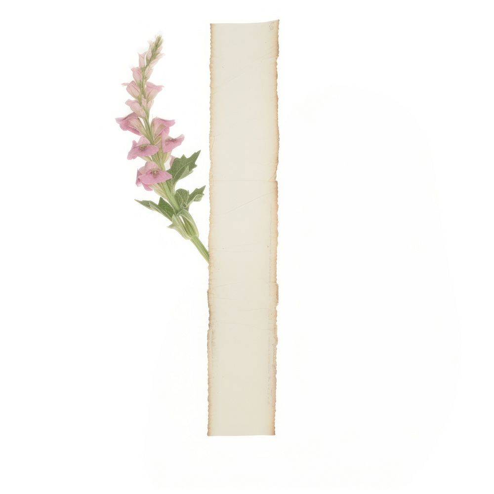 Foxgloves flower ephemera plant white | Free Photo - rawpixel