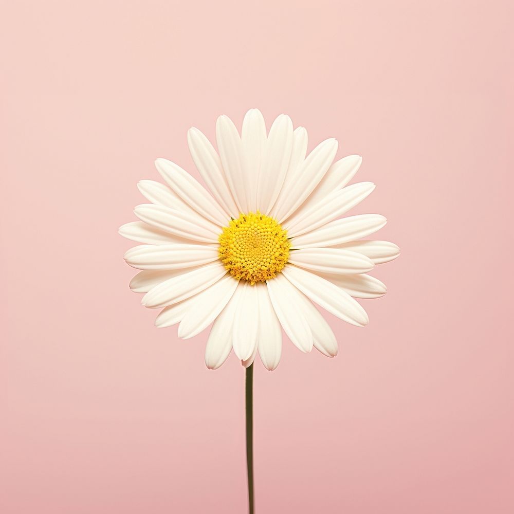 Litograph minimal daisy flower petal | Free Photo Illustration - rawpixel