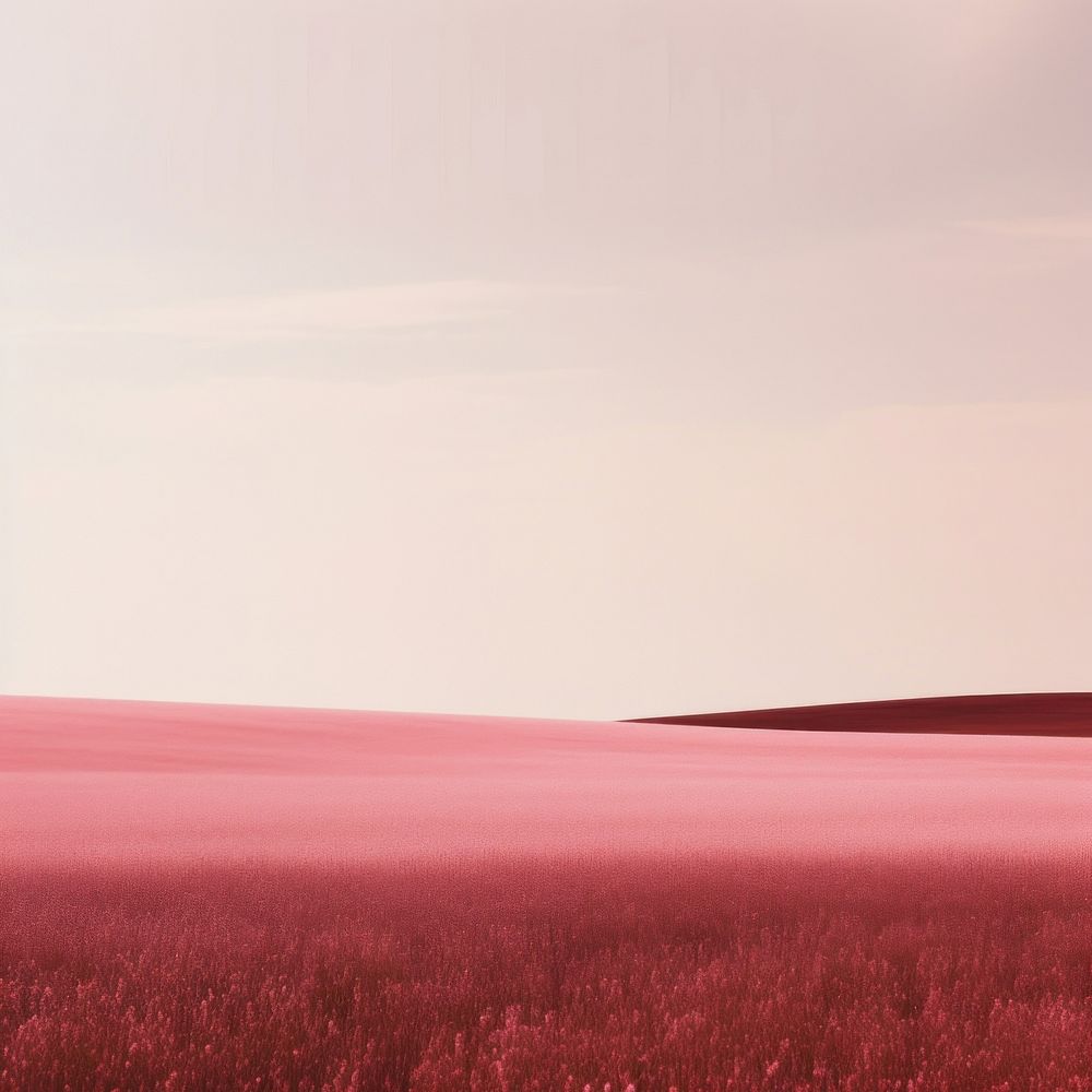 Photo pink field landscape outdoors | Premium Photo - rawpixel
