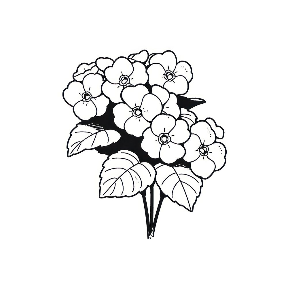 Pink Begonia flower drawing sketch | Free Photo Illustration - rawpixel