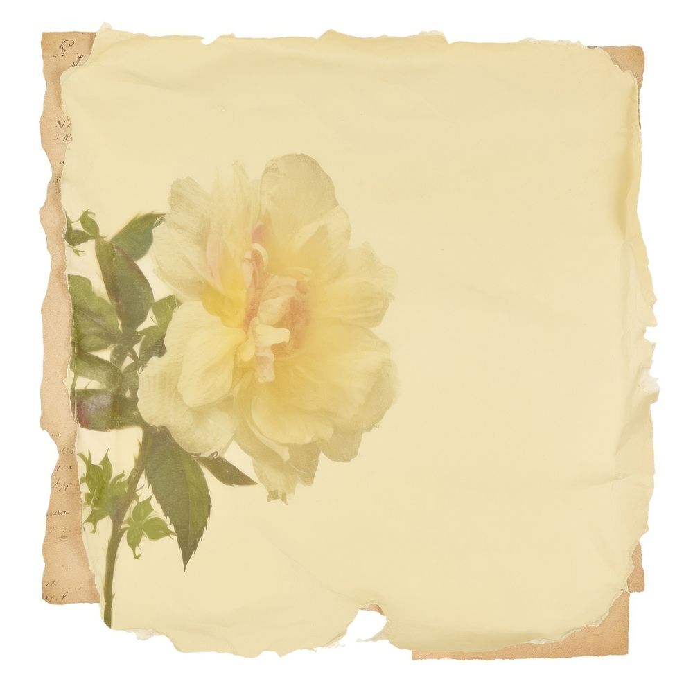 Flower ripped paper petal plant | Premium Photo - rawpixel