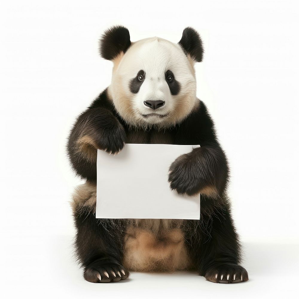 Panda holding sign animal wildlife | Free Photo - rawpixel