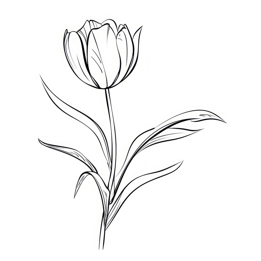 Tulip sketch drawing tulip. | Free Photo Illustration - rawpixel