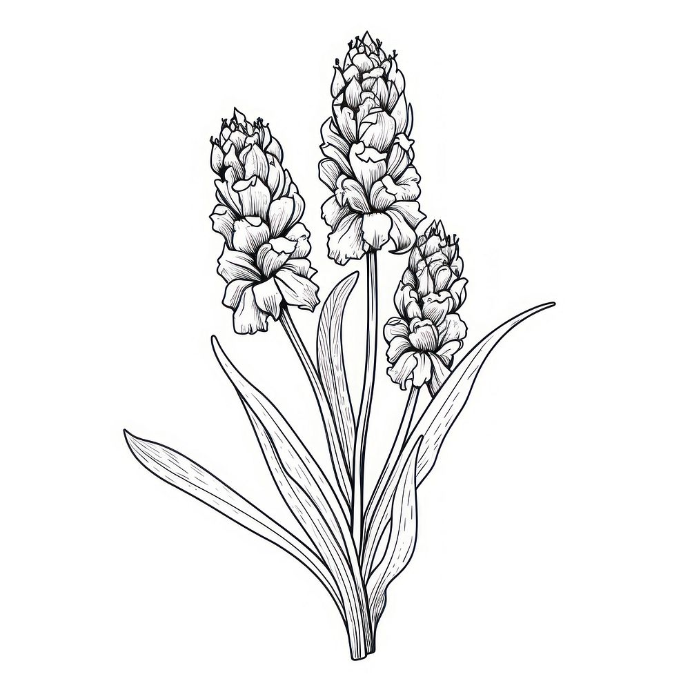 Hyacinth sketch drawing flower. | Free Photo Illustration - rawpixel