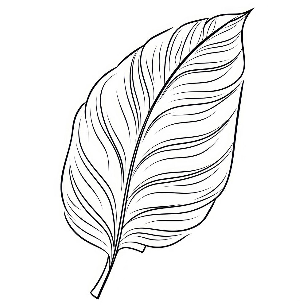 Leaf sketch drawing plant. | Free Photo Illustration - rawpixel