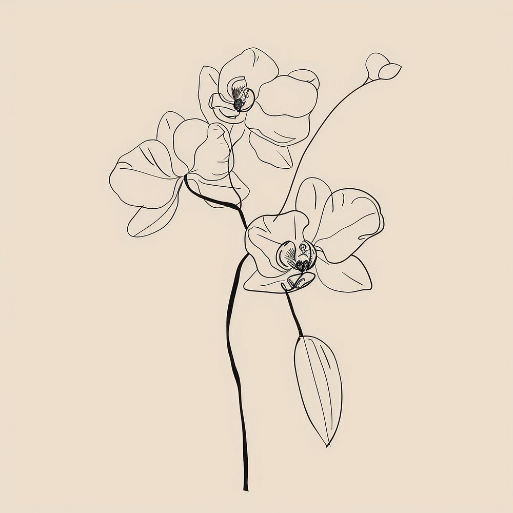 Hand drawn orchid drawing sketch | Free Photo Illustration - rawpixel