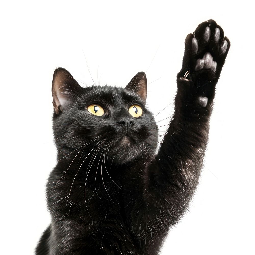 Black cat paw mammal animal | Premium Photo - rawpixel