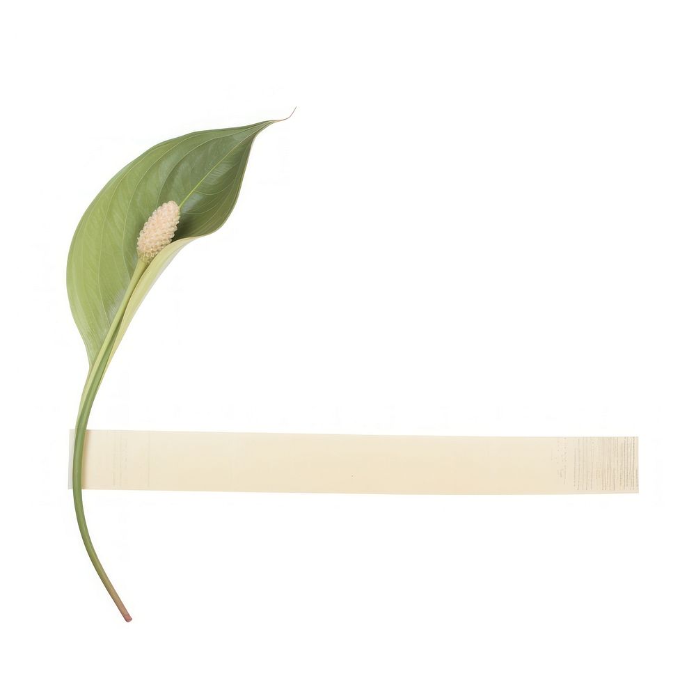 Peace lily ephemera flower plant | Premium Photo Illustration - rawpixel