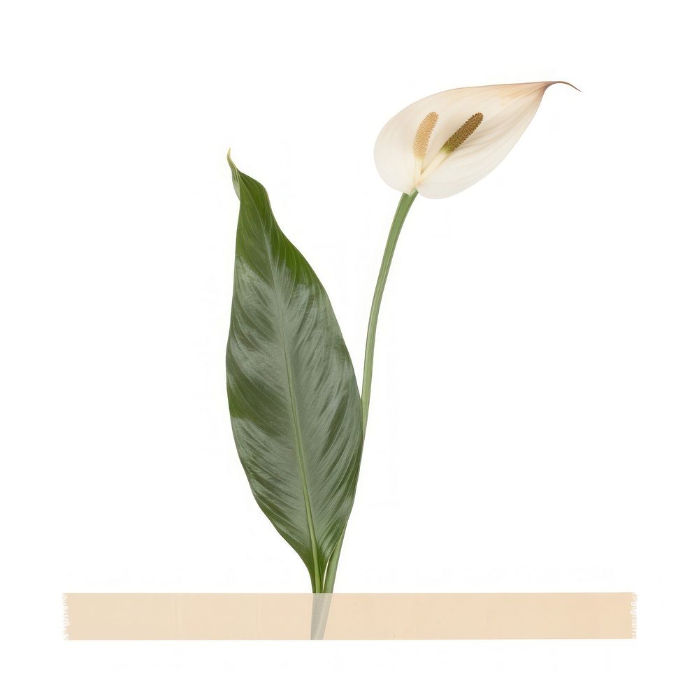Peace lily ephemera flower plant | Premium Photo Illustration - rawpixel