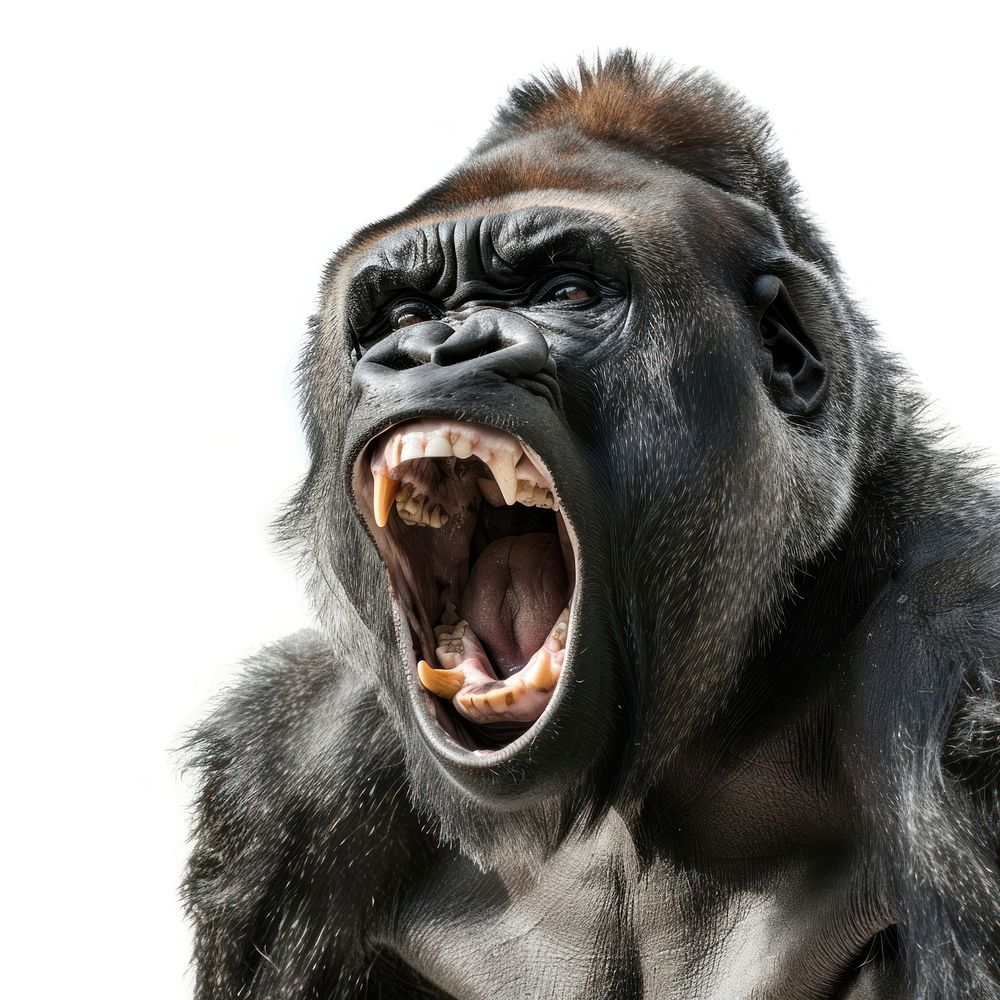 Roaring gorilla wildlife animal mammal. | Premium Photo - rawpixel