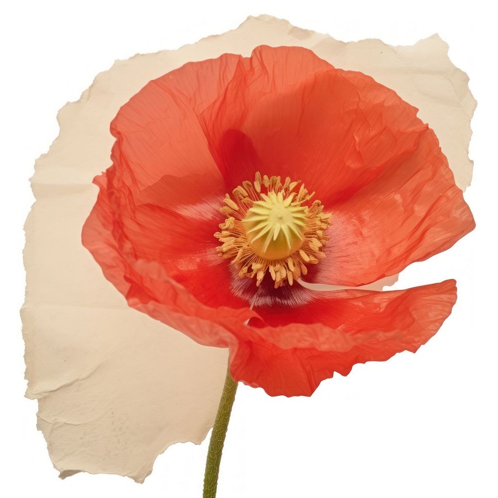 Poppy ripped paper flower plant | Free Photo - rawpixel
