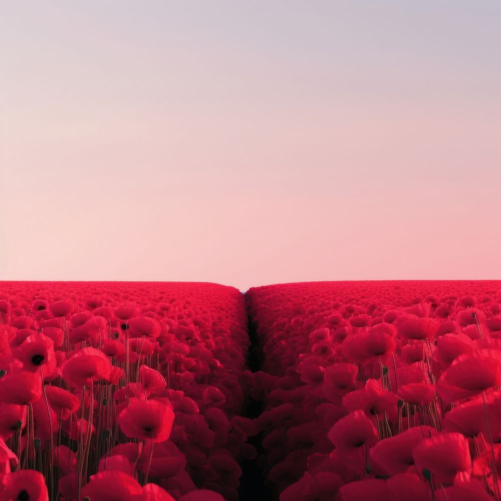 Photo poppy forest landscape outdoors | Free Photo - rawpixel