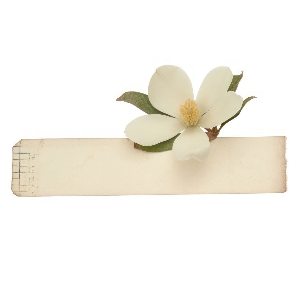 Magnolia ephemera anemone blossom flower. | Free Photo Illustration ...