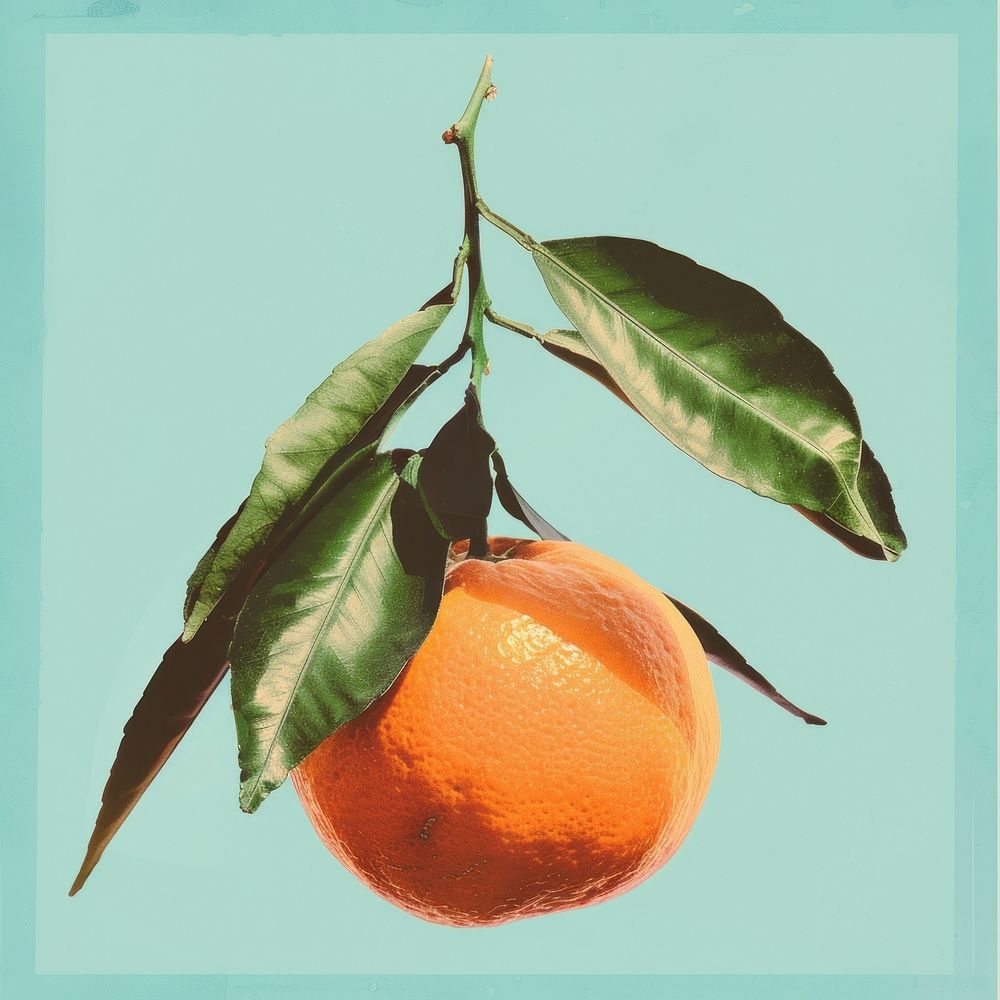 Retro collage tangerine grapefruit plant | Premium Photo Illustration ...