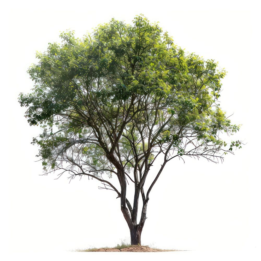 Isolate Trees tree outdoors nature. | Premium Photo - rawpixel