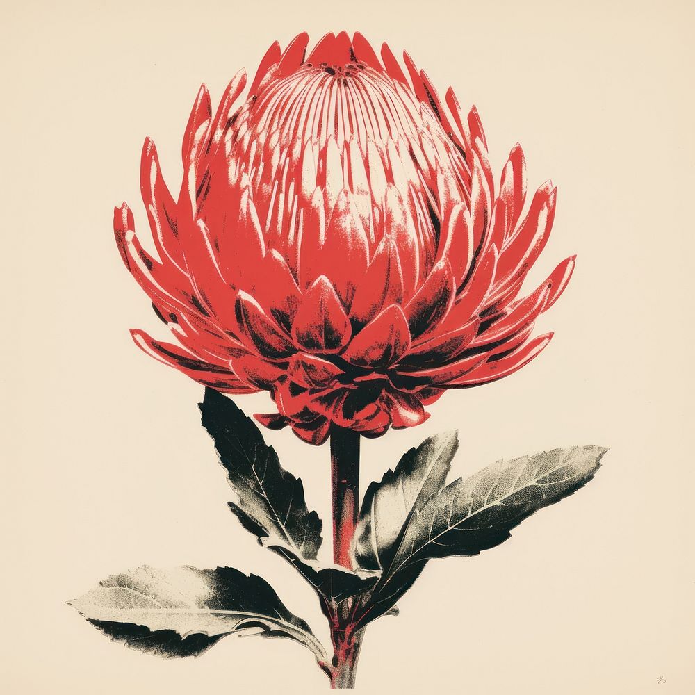 Protea art flower nature. | Premium Photo Illustration - rawpixel